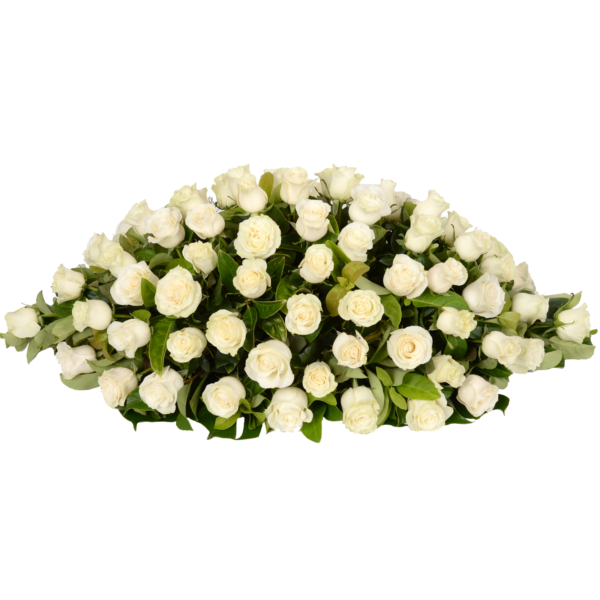 Timeless White Standard - Roses Only Featured Products delivered to ...
